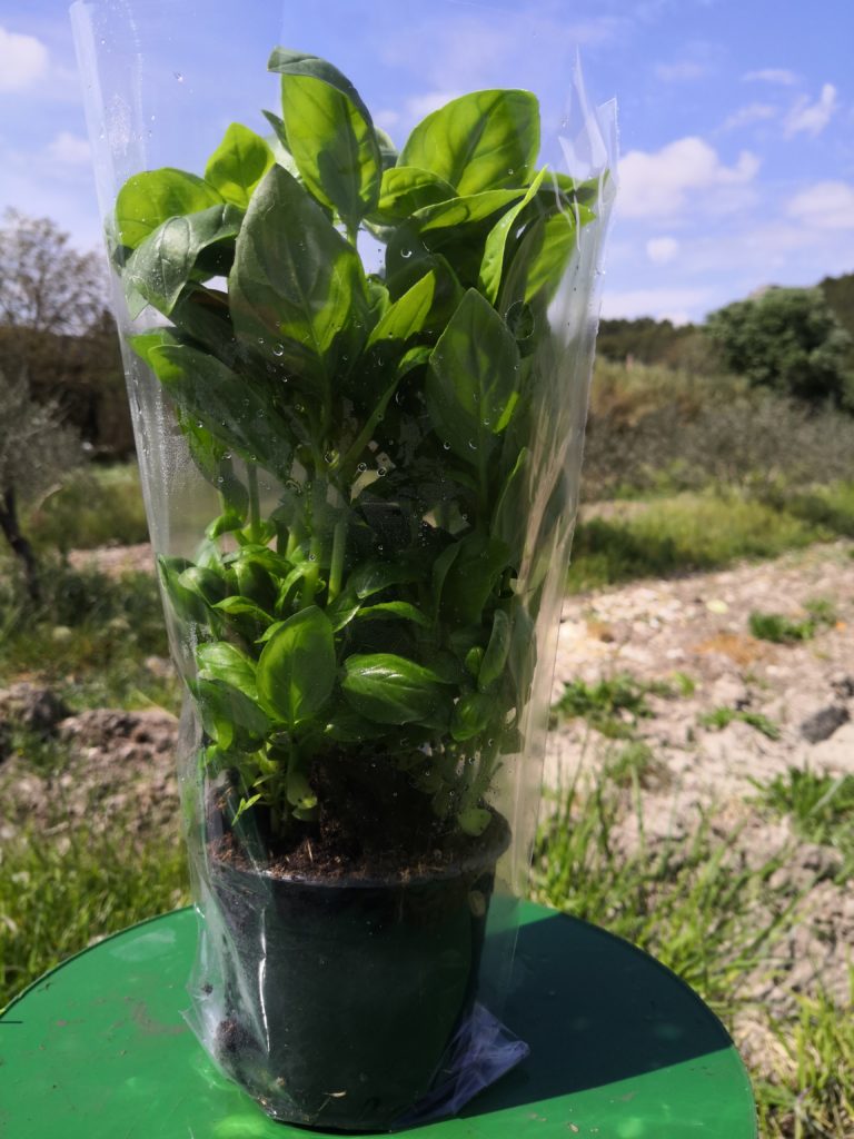 Basilic en pot | Bio à la ferme